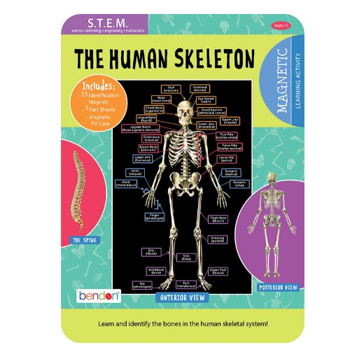 Magnetic Tin Playset : Human Skeleton