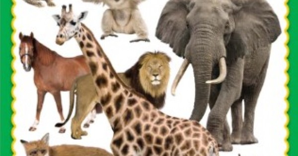 My Jumbo - Animals Pictionary