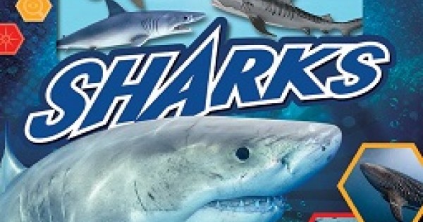 Pocket Explorers : Sharks