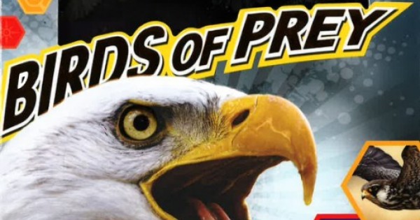 Pocket Explorers: Birds Of Prey